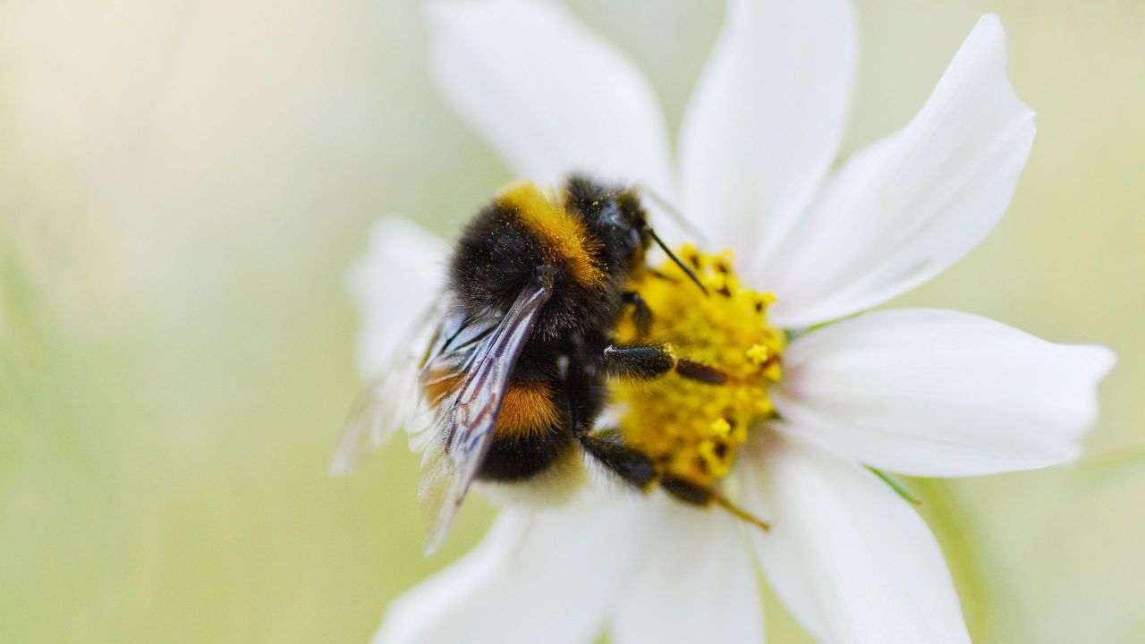 Bumblebee Fact Sheet | Blog | Nature | PBS