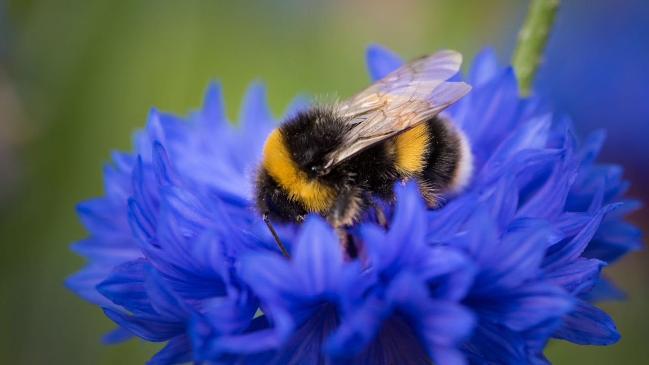 Bumblebee Fact Sheet | Blog | Nature | PBS
