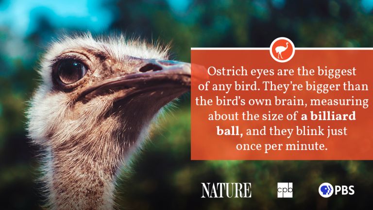Ostrich Fact Sheet | Blog | Nature | PBS