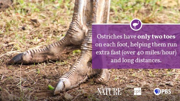 Ostrich Fact Sheet | Blog | Nature | PBS