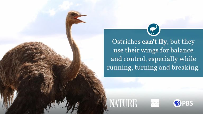 Ostrich Fact Sheet | Blog | Nature | PBS