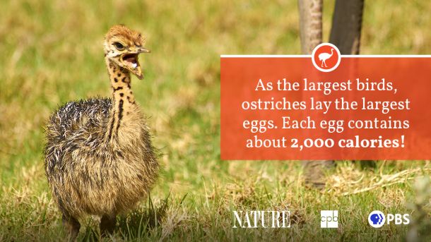 Ostrich Fact Sheet | Blog | Nature | PBS