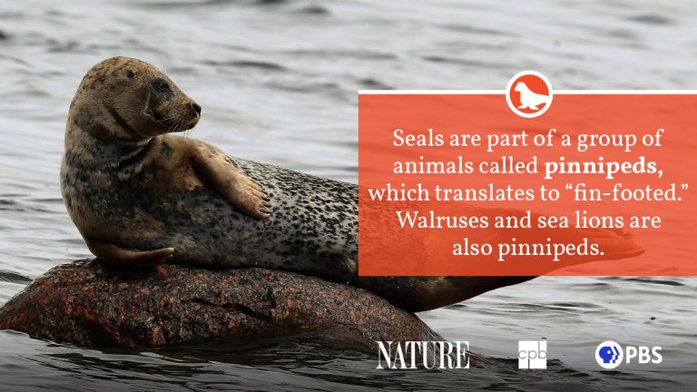 Seal Fact Sheet | Blog | Nature | PBS