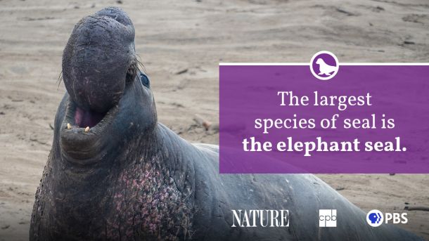 Seal Fact Sheet | Blog | Nature | PBS
