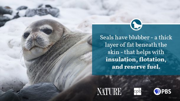 Seal Fact Sheet | Blog | Nature | PBS