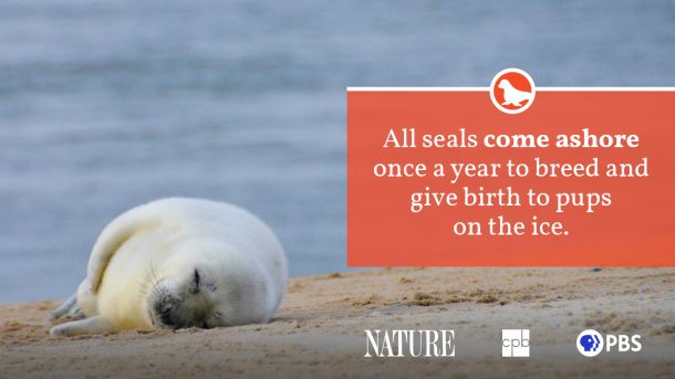 Seal Fact Sheet | Blog | Nature | PBS