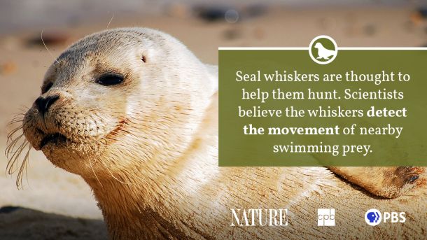 Seal Fact Sheet | Blog | Nature | PBS