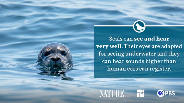 Seal Fact Sheet | Blog | Nature | PBS