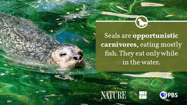 Seal Fact Sheet | Blog | Nature | PBS