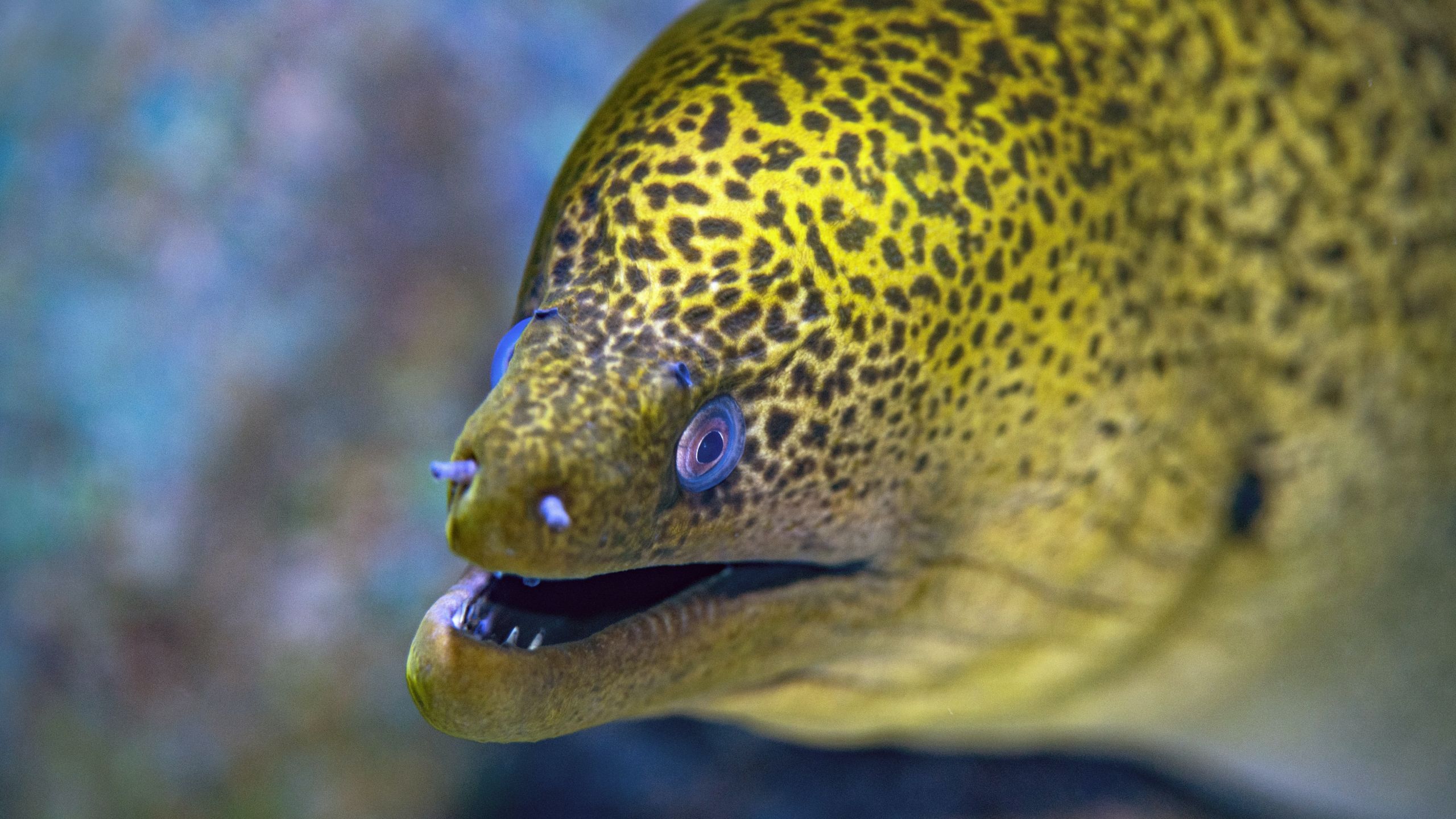 Eel Fact Sheet Blog Nature PBS Eel Fact Sheet Blog Nature PBS