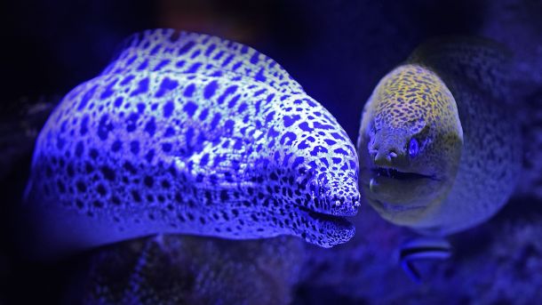 Eel Fact Sheet | Blog | Nature | PBS