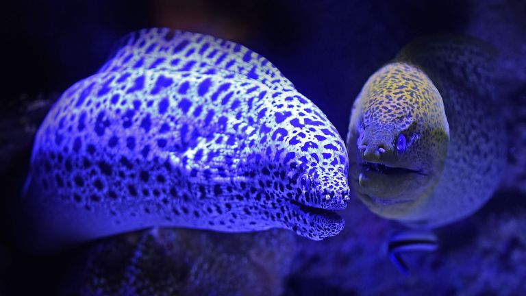 Eel Fact Sheet | Blog | Nature | PBS