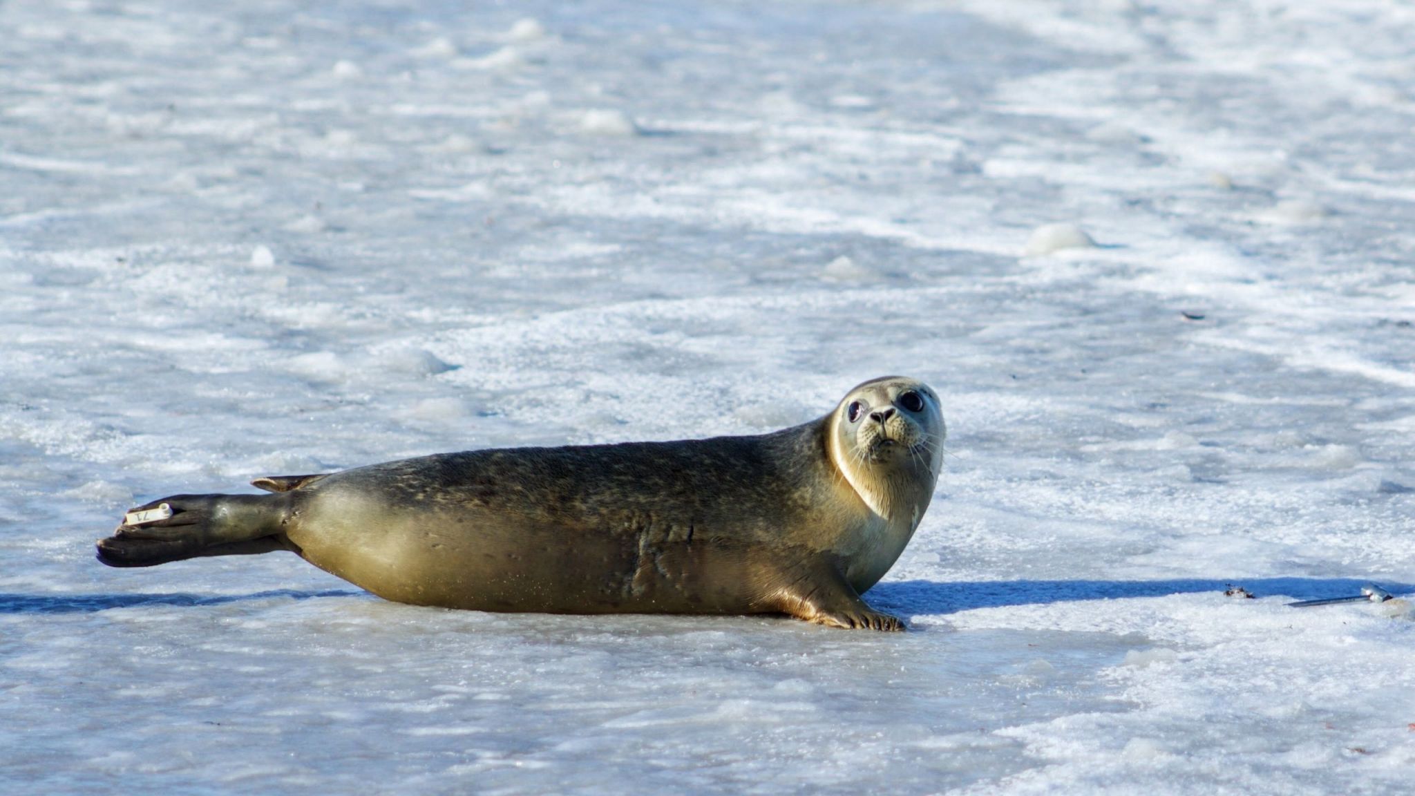Seal Fact Sheet | Blog | Nature | PBS