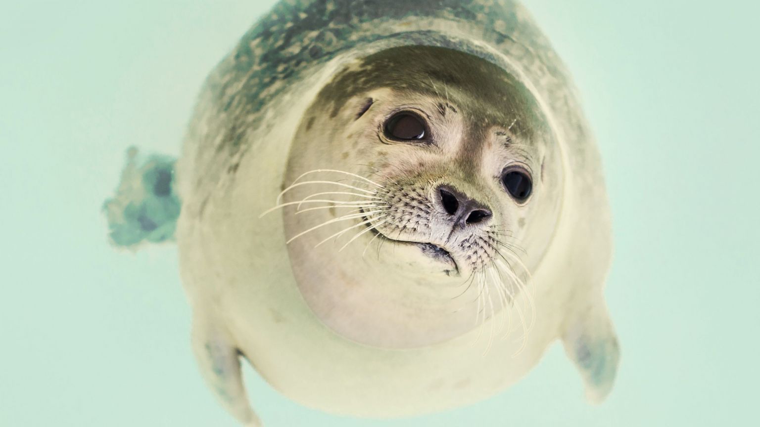 Seal Fact Sheet | Blog | Nature | PBS