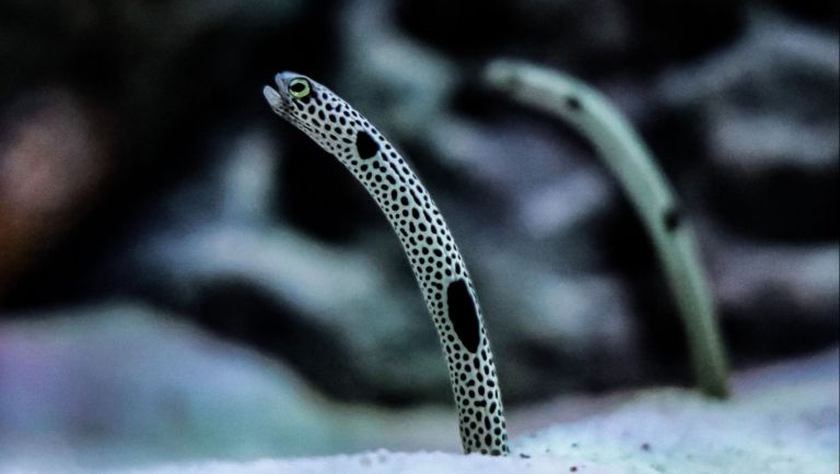 Eel Fact Sheet | Blog | Nature | PBS