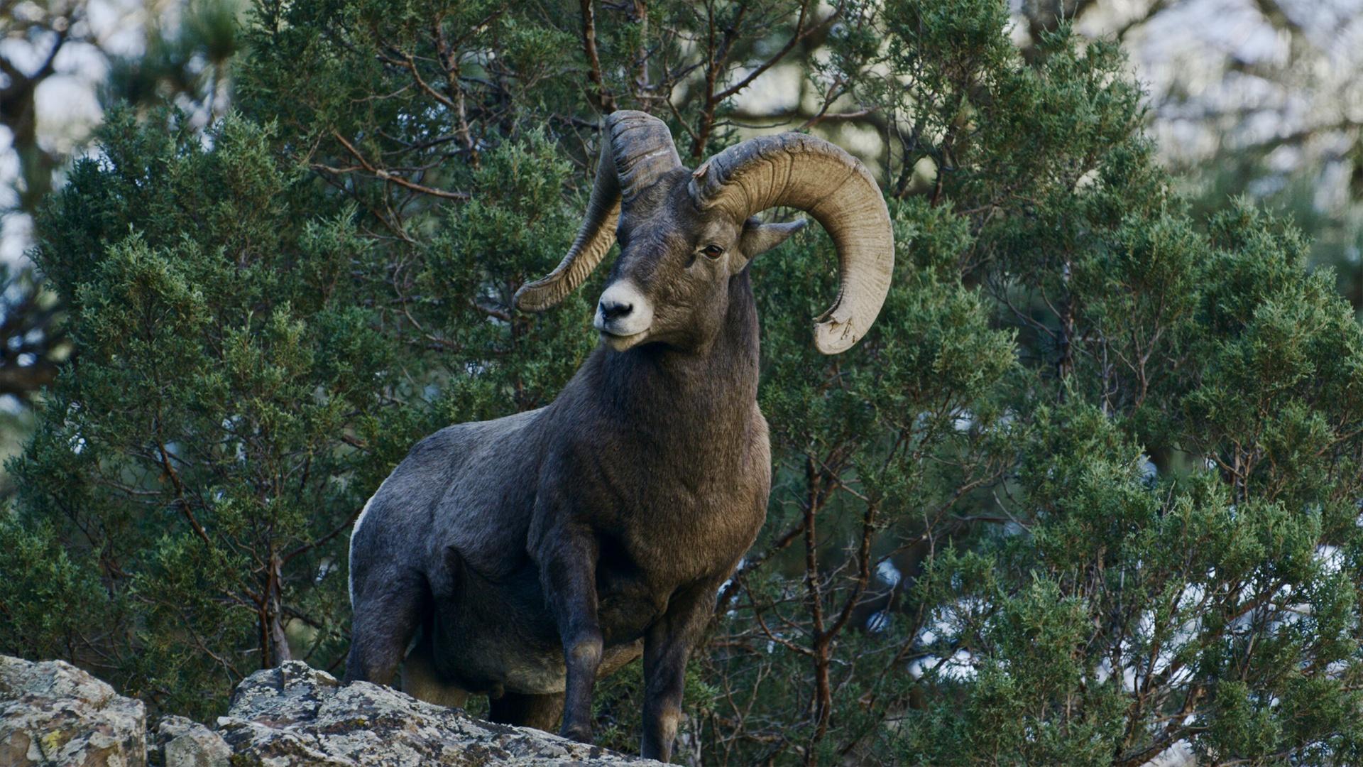 Born in the Rockies: Growing Up | About | Nature | PBS