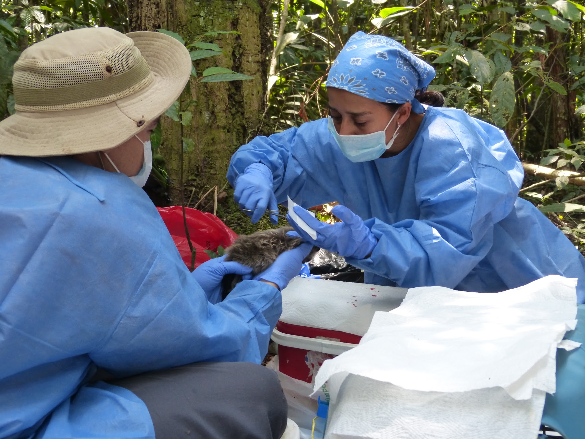 Working with Wildlife Health in Latin America: A Q&A | Blog | Nature | PBS