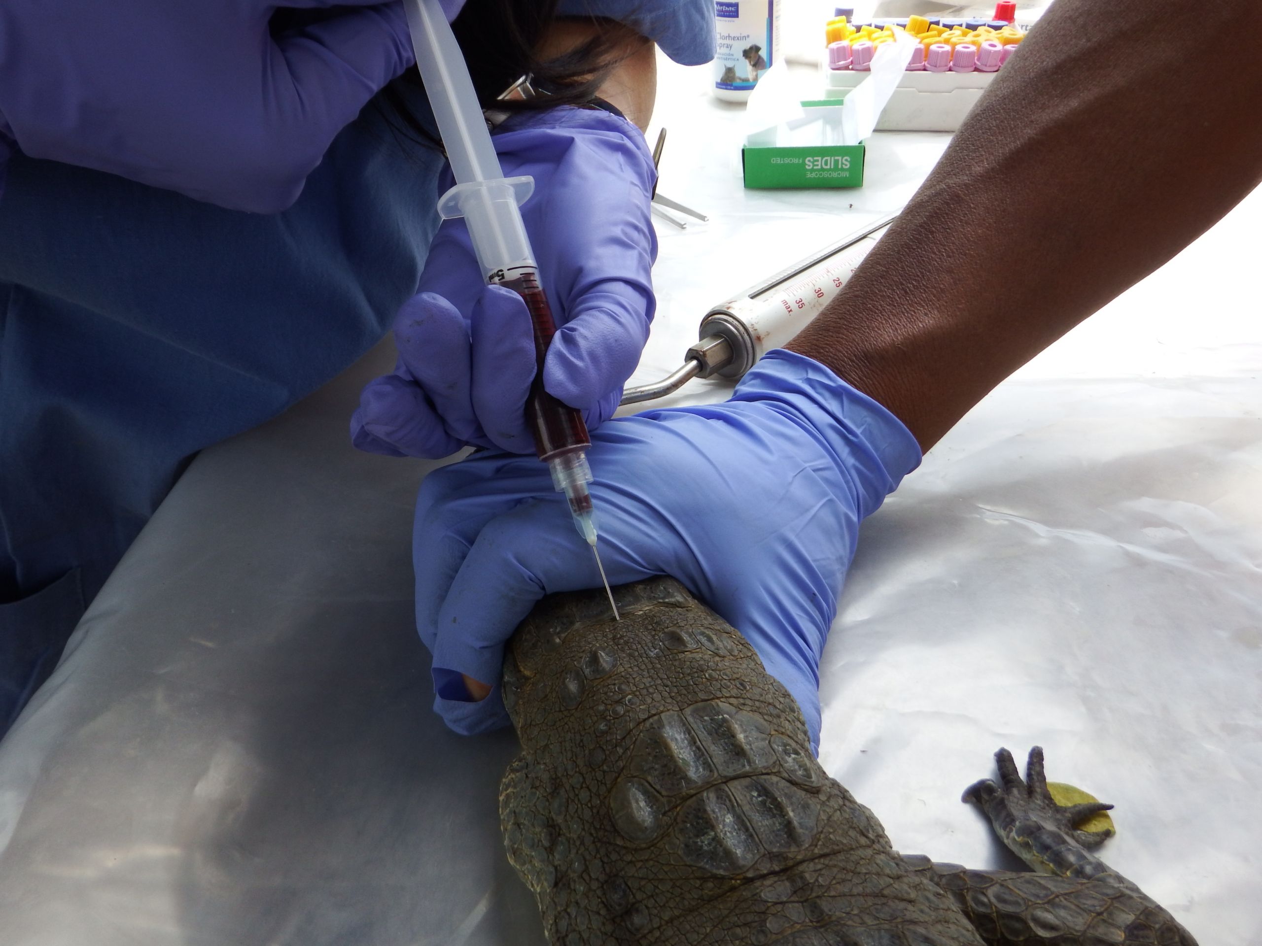 Working with Wildlife Health in Latin America: A Q&A | Blog | Nature | PBS