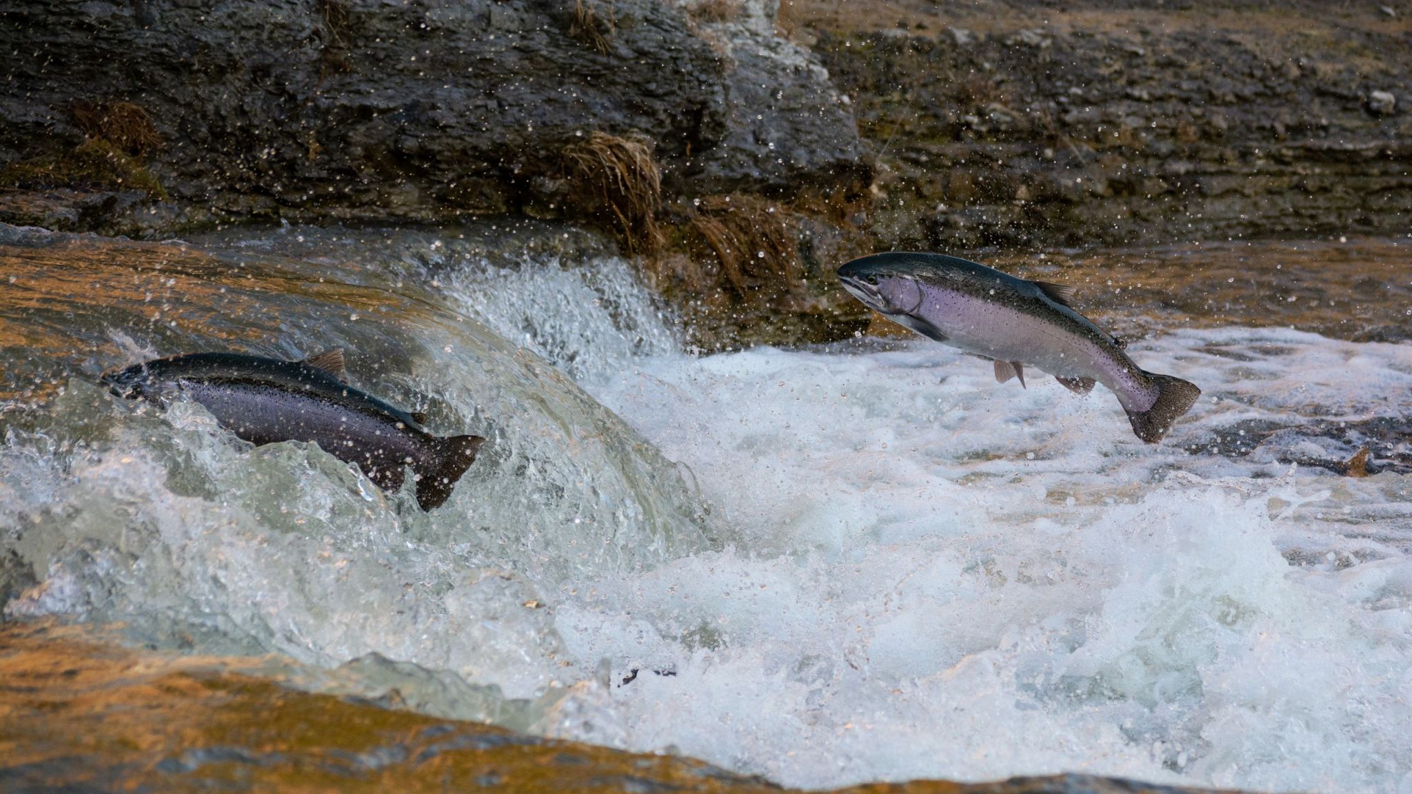Salmon Fact Sheet | Blog | Nature | PBS