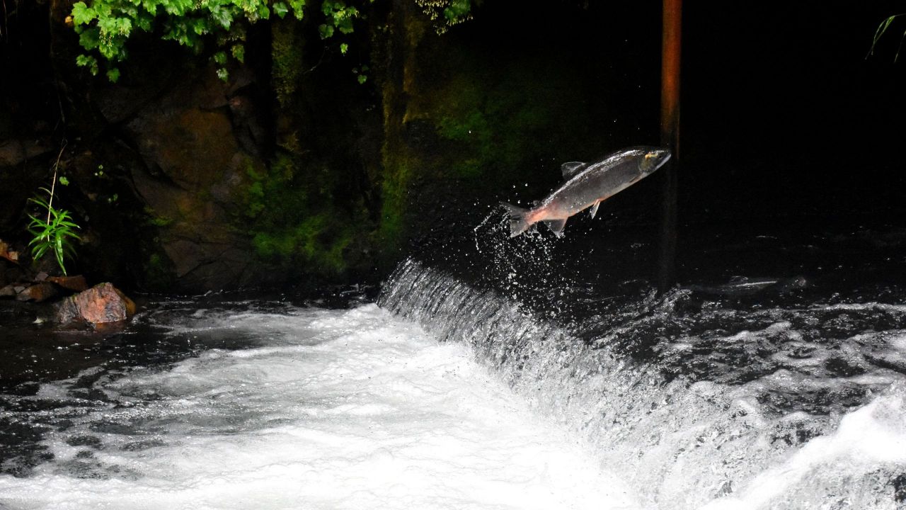 Salmon Fact Sheet | Blog | Nature | PBS