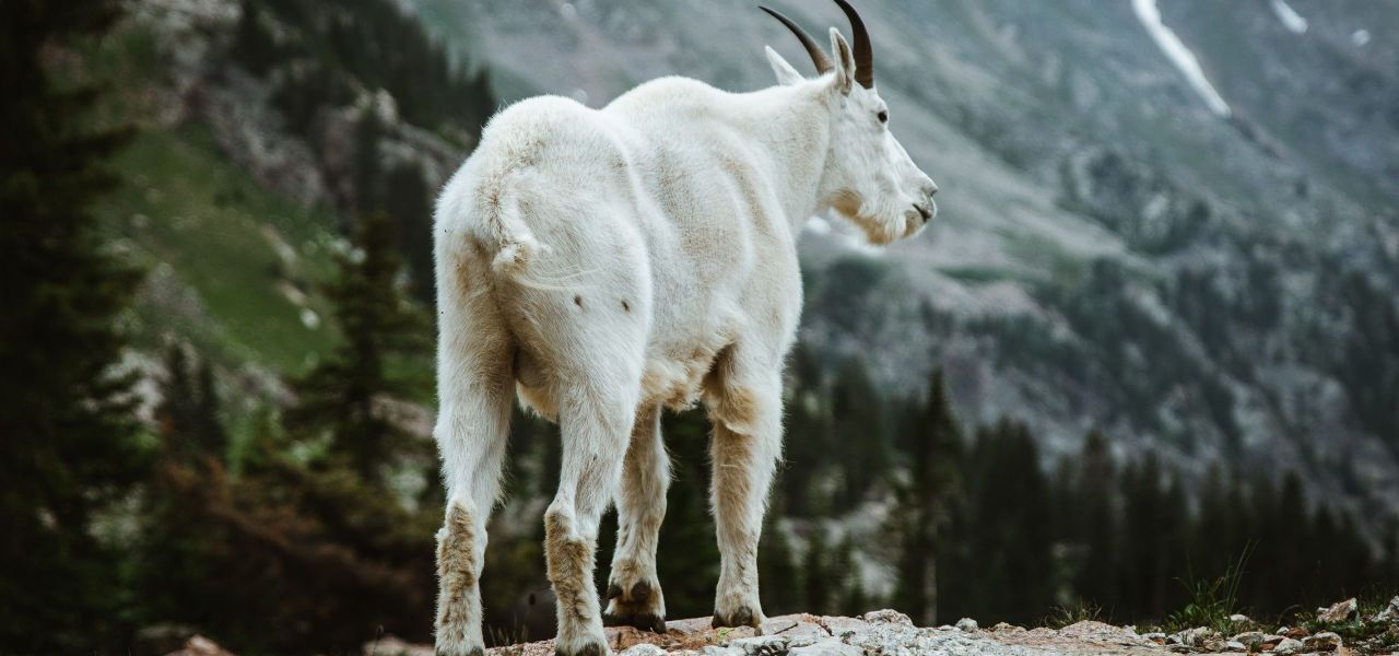 Mountain Goat | Nature | PBS