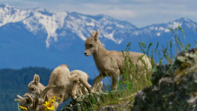What's Streaming Right Now | PBS NATURE | Blog | Nature | PBS