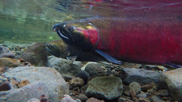 Salmon Fact Sheet | Blog | Nature | PBS