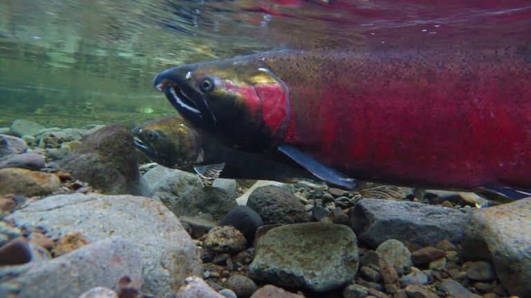 Salmon Fact Sheet | Blog | Nature | PBS
