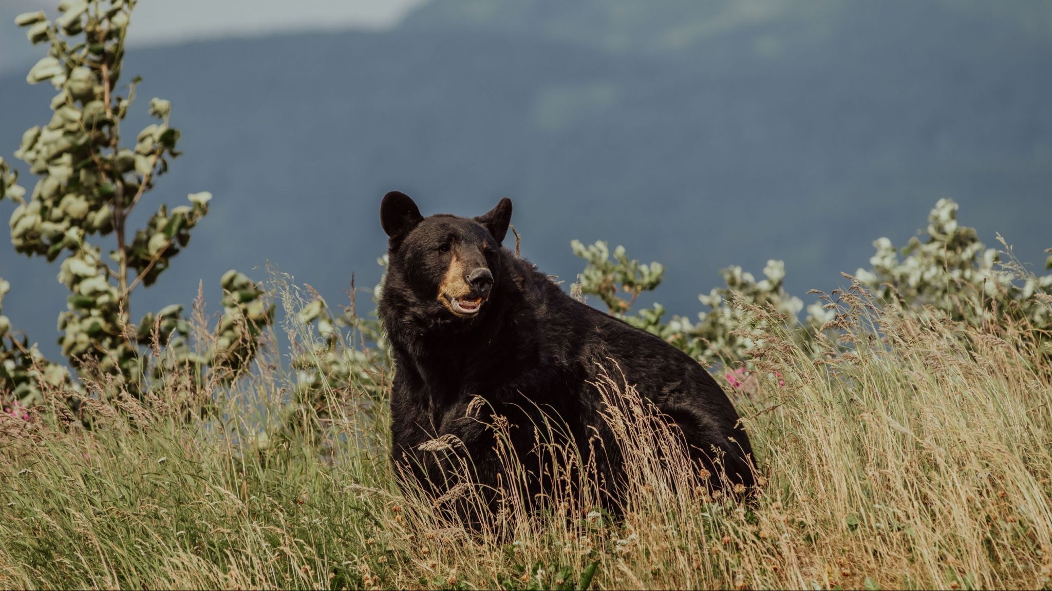Black Bear Fact Sheet | Blog | Nature | PBS