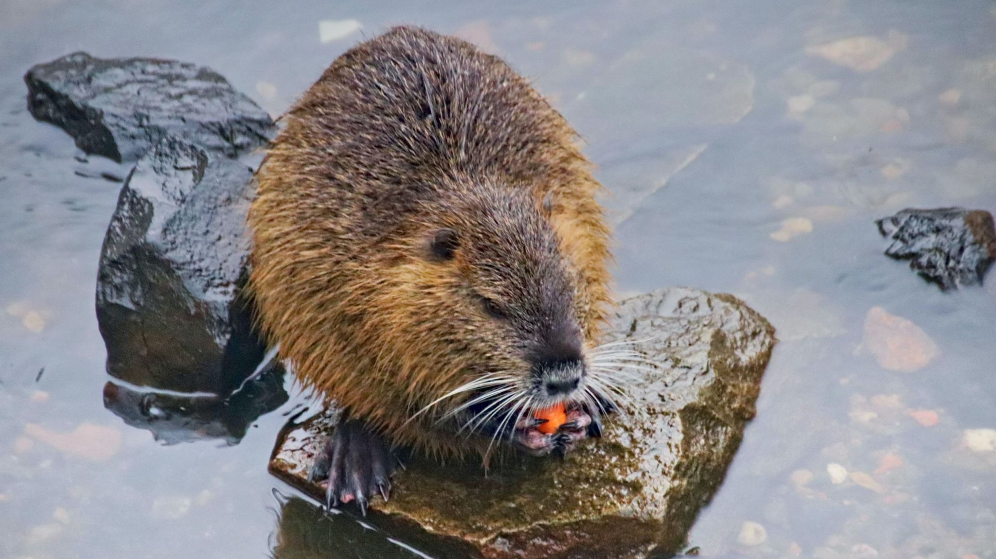 Beaver Fact Sheet | Blog | Nature | PBS