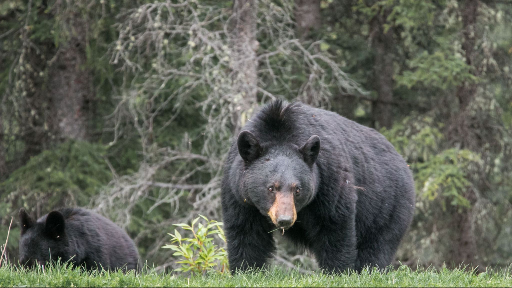 Black Bear Fact Sheet | Blog | Nature | PBS