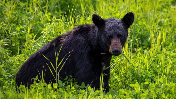 Black Bear Fact Sheet | Blog | Nature | PBS