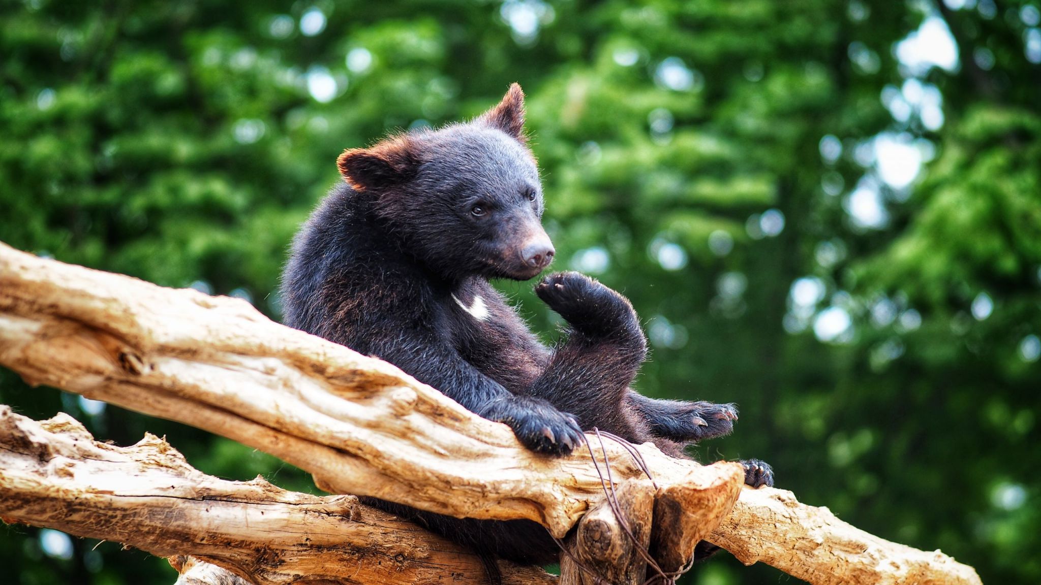 Black Bear Fact Sheet | Blog | Nature | PBS