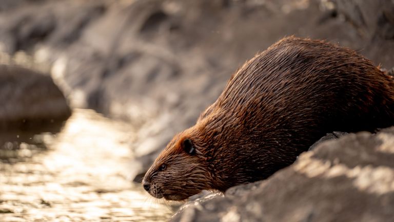 Beaver Fact Sheet | Blog | Nature | PBS