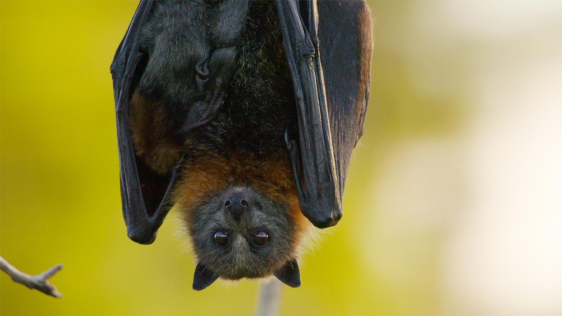 Animals with Cameras: Australia | Flying Fox Cams Reveal Night Time ...