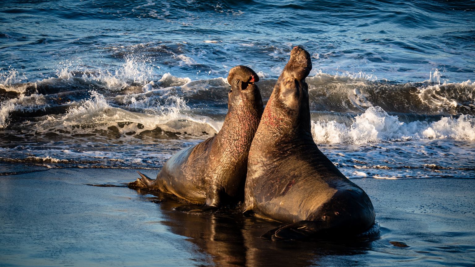 Elephant Seal Fact Sheet | Blog | Nature | PBS