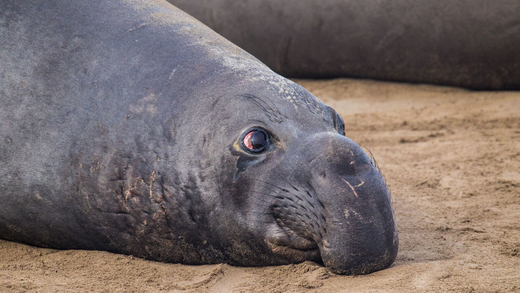 Elephant Seal Fact Sheet | Blog | Nature | PBS