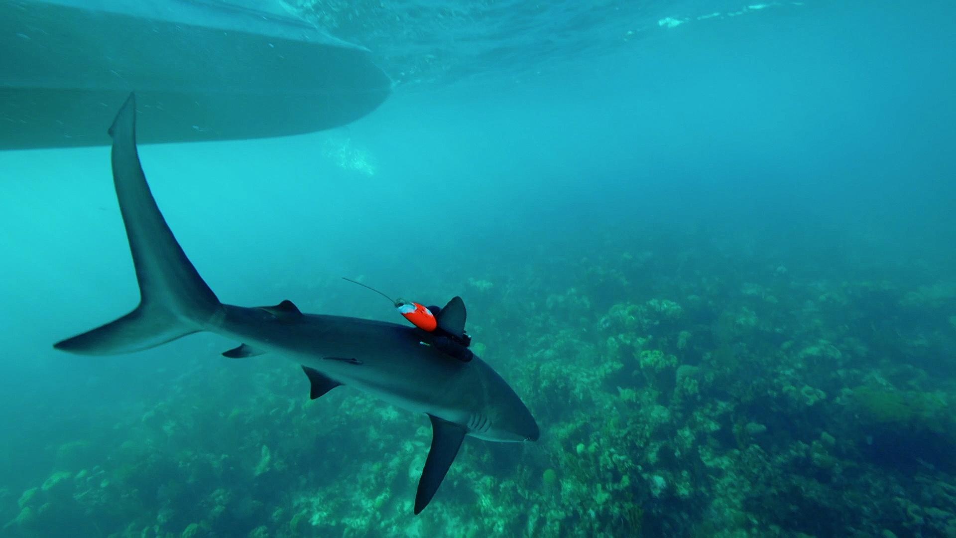 Animals with Cameras: Oceans | Shark Cams Capture Rare Footage | Nature ...