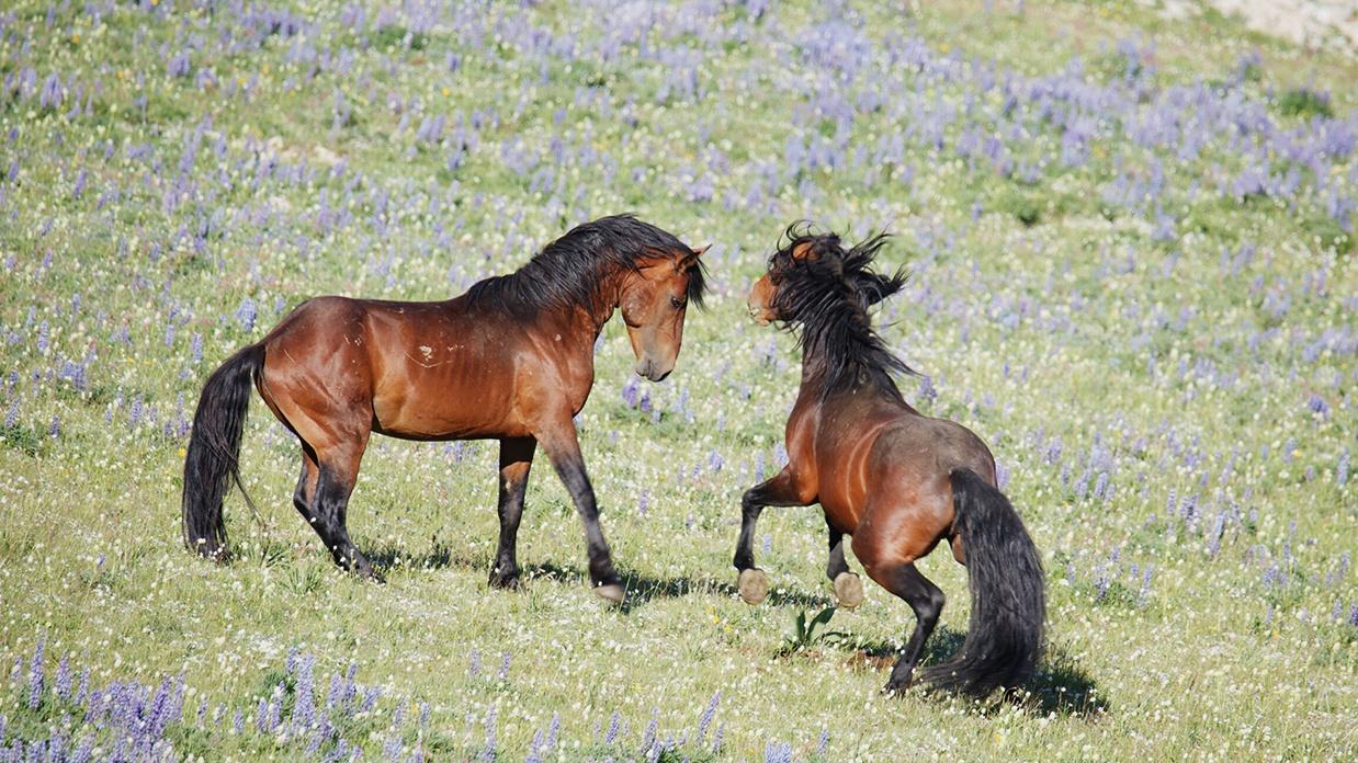 Good NATURE: American Horses | Blog | Nature | PBS