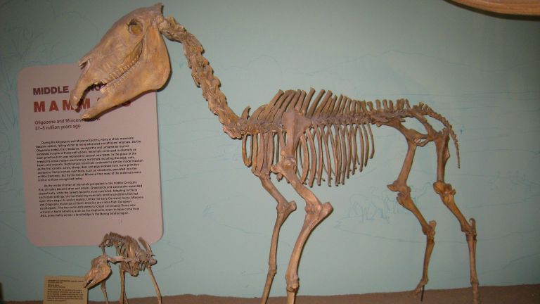 American Horses | Horses in North America: A Comeback Story | Blog ...