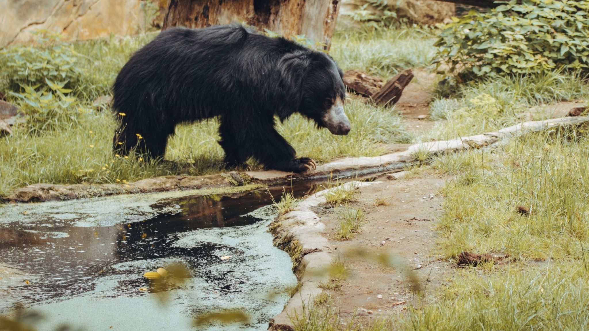 Olympians and Plastic Squid | Blog | Nature | PBS