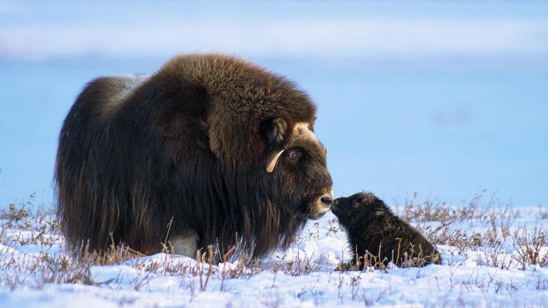 Musk Ox Fact Sheet | Blog | Nature | PBS