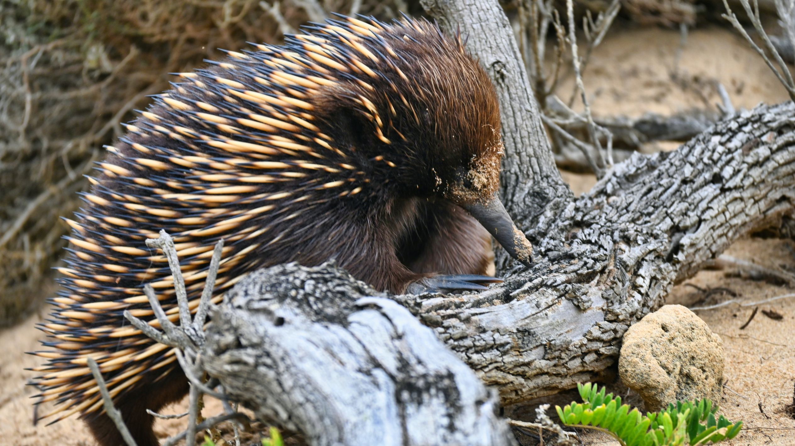 Echidna Fact Sheet | Blog | Nature | PBS