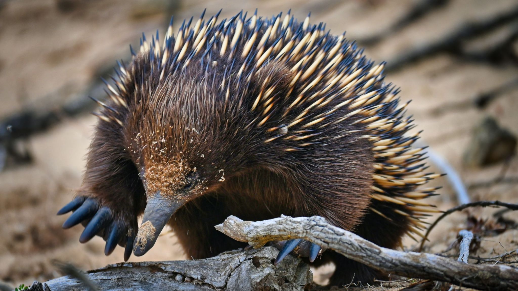 Echidna Fact Sheet | Blog | Nature | PBS
