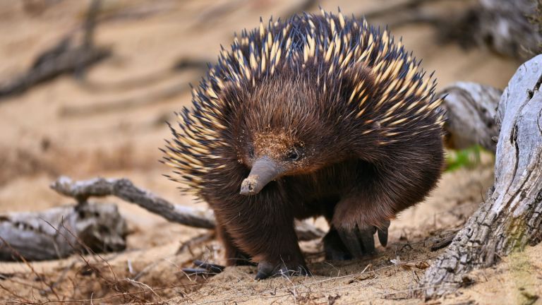 Echidna Fact Sheet | Blog | Nature | PBS