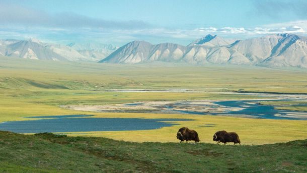 Musk Ox Fact Sheet | Blog | Nature | PBS