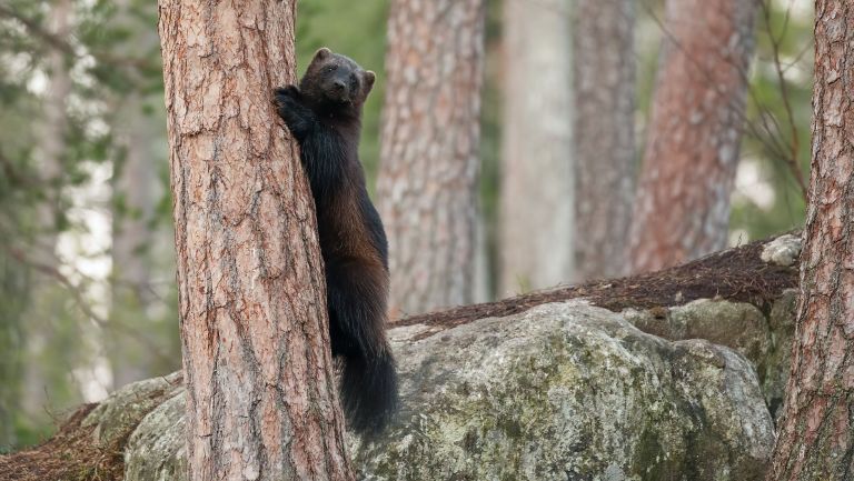 Wolverine Fact Sheet | Blog | Nature | PBS