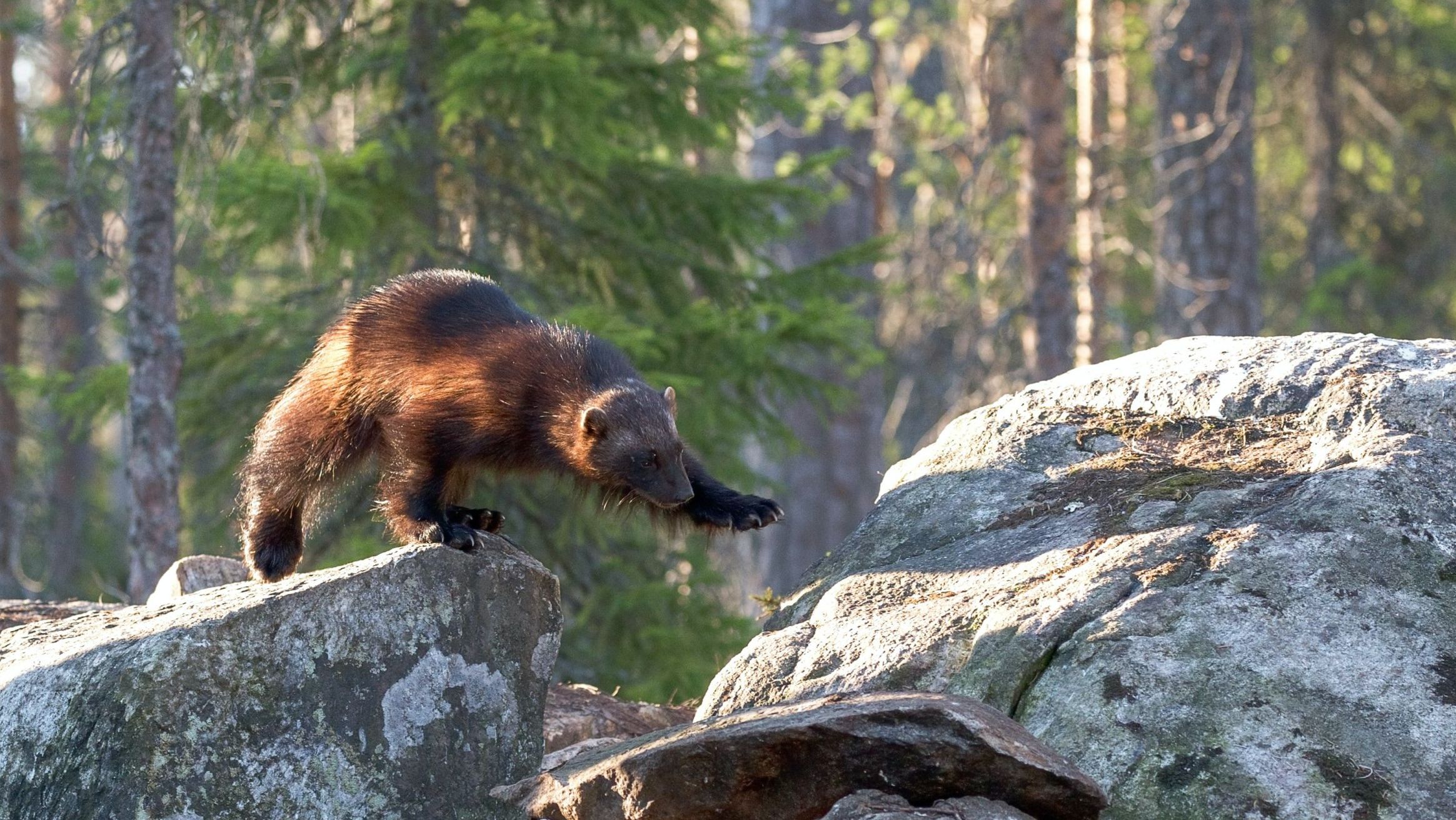 Wolverine Fact Sheet | Blog | Nature | PBS