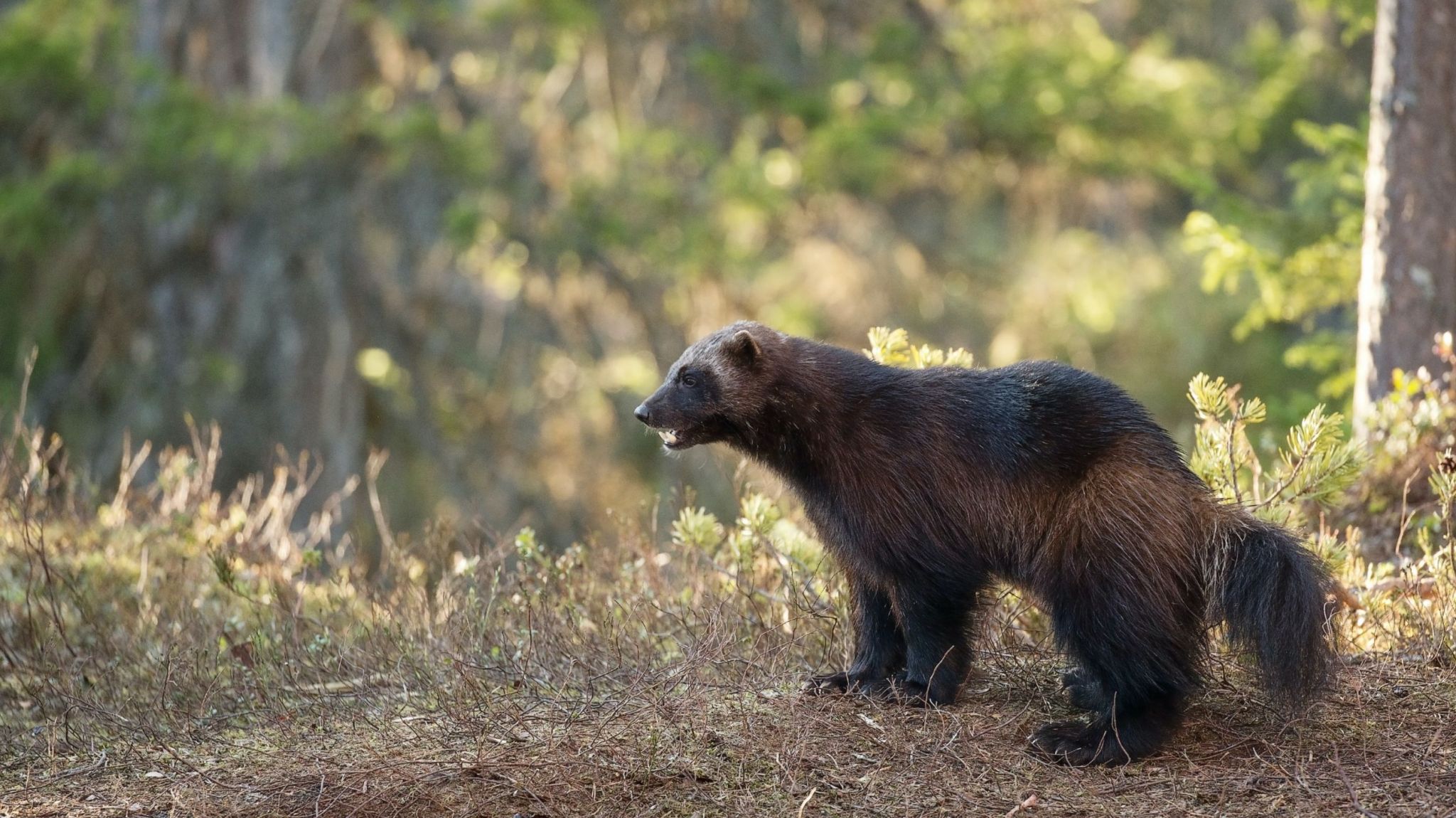 Wolverine Fact Sheet | Blog | Nature | PBS