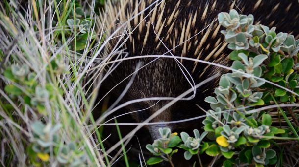 Echidna Fact Sheet | Blog | Nature | PBS